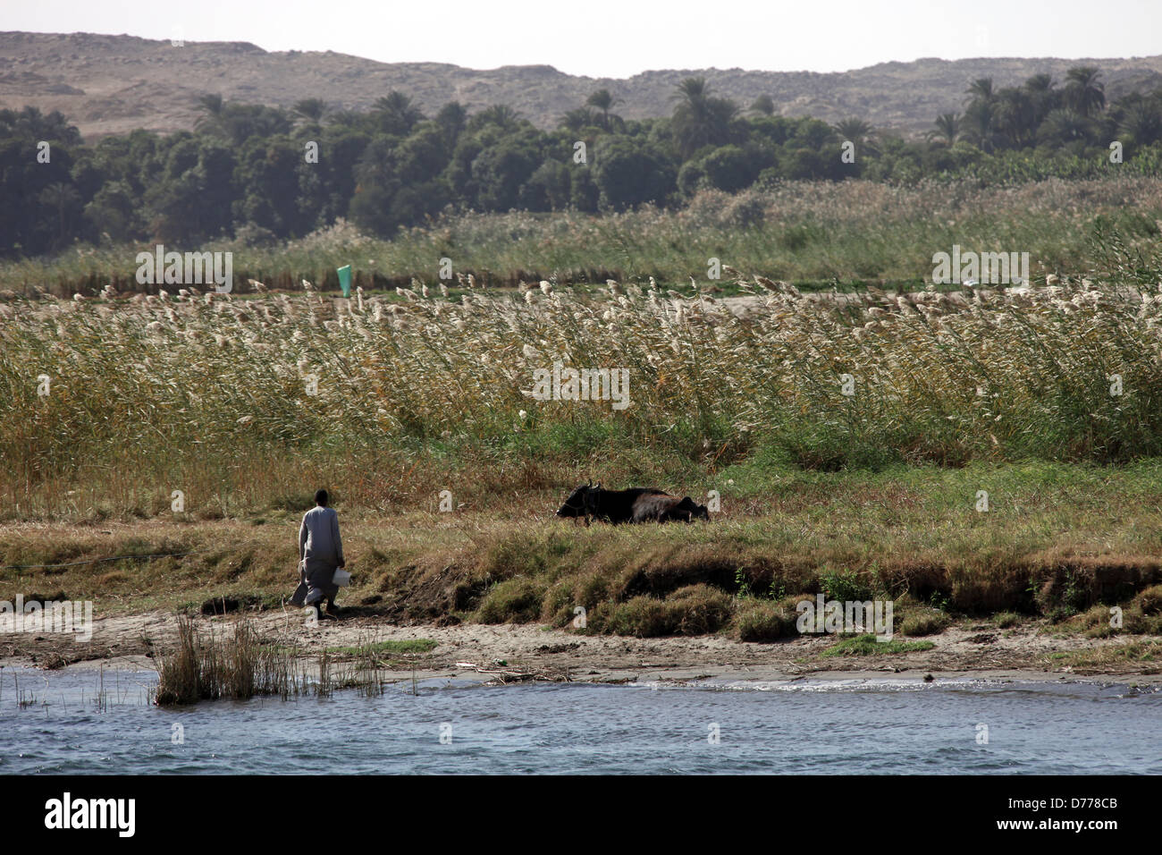 Man with cow hi-res stock photography and images - Alamy