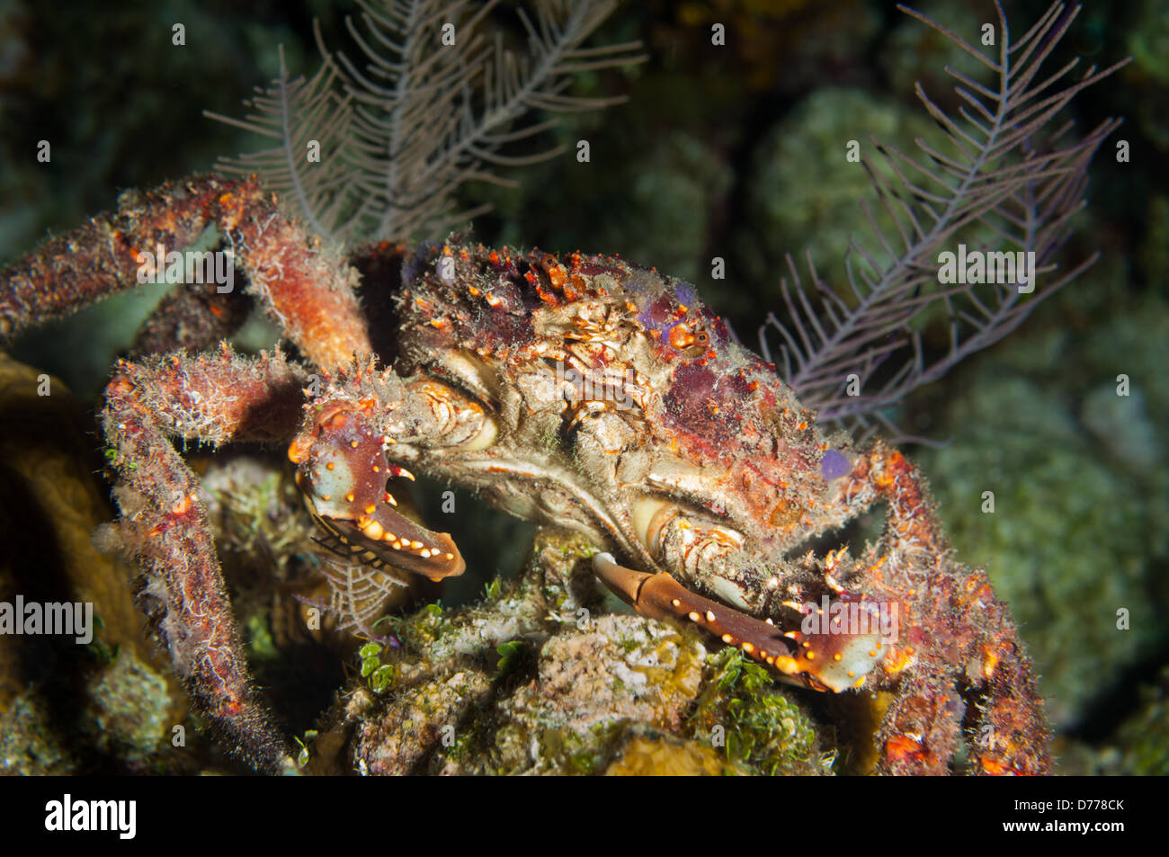 A Channel Clinging Crab holds trightly to the top of a coral head on a ...