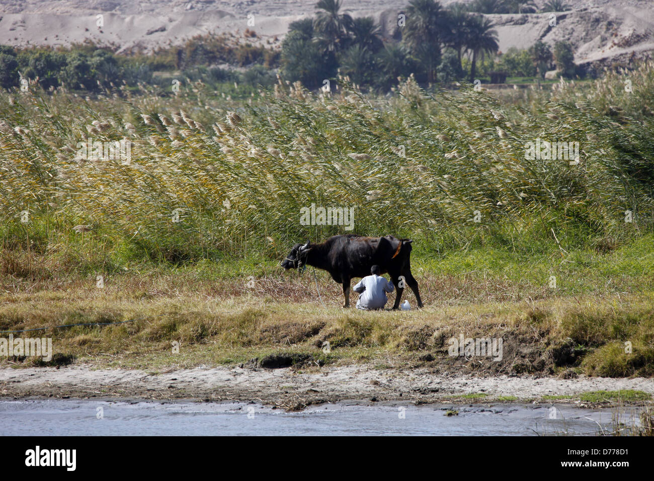 MUSLIM MAN MILKING COW RIVER NILE EGYPT 09 January 2013 Stock Photo - Alamy