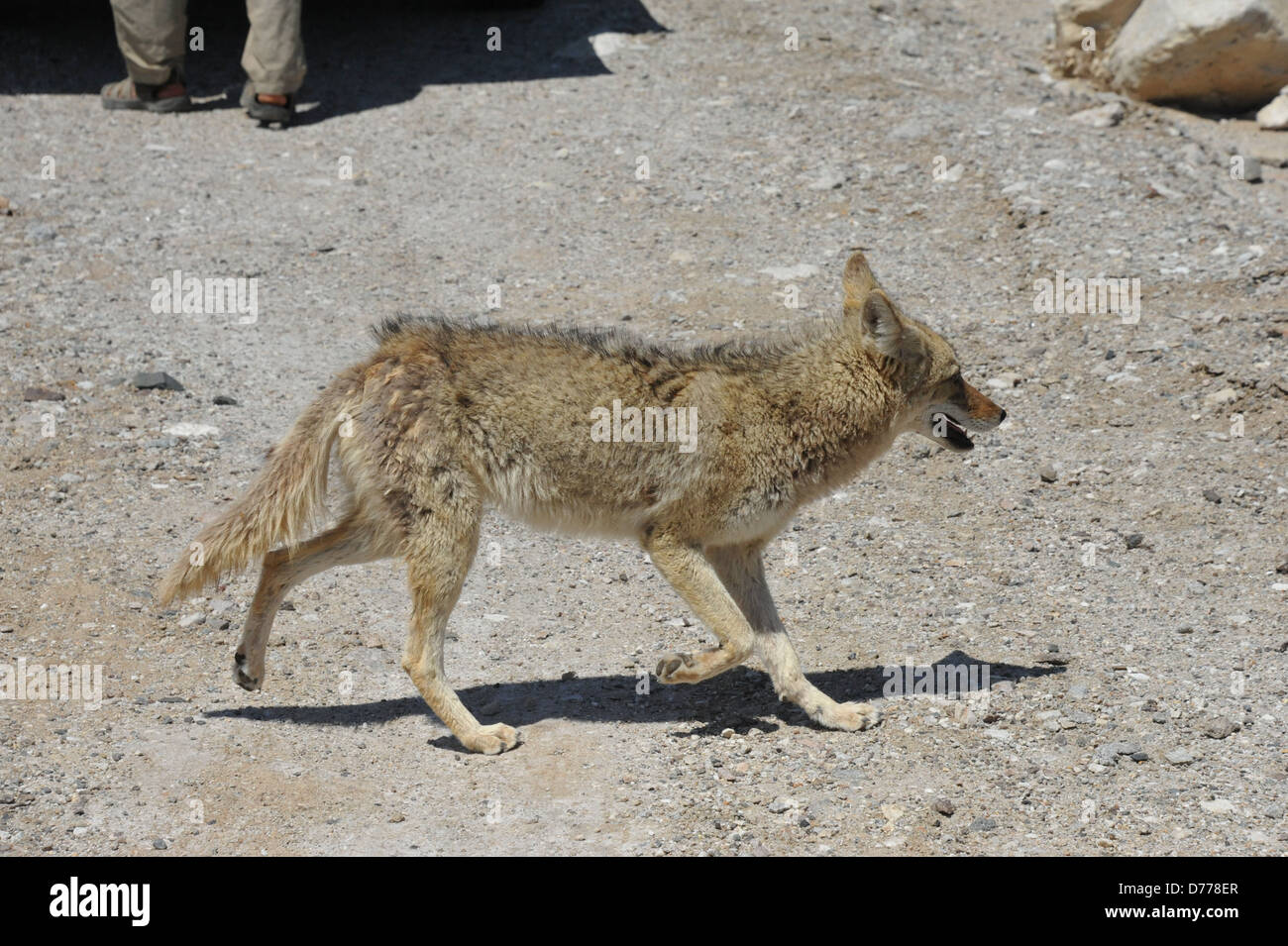 A wild Coyote Stock Photo - Alamy