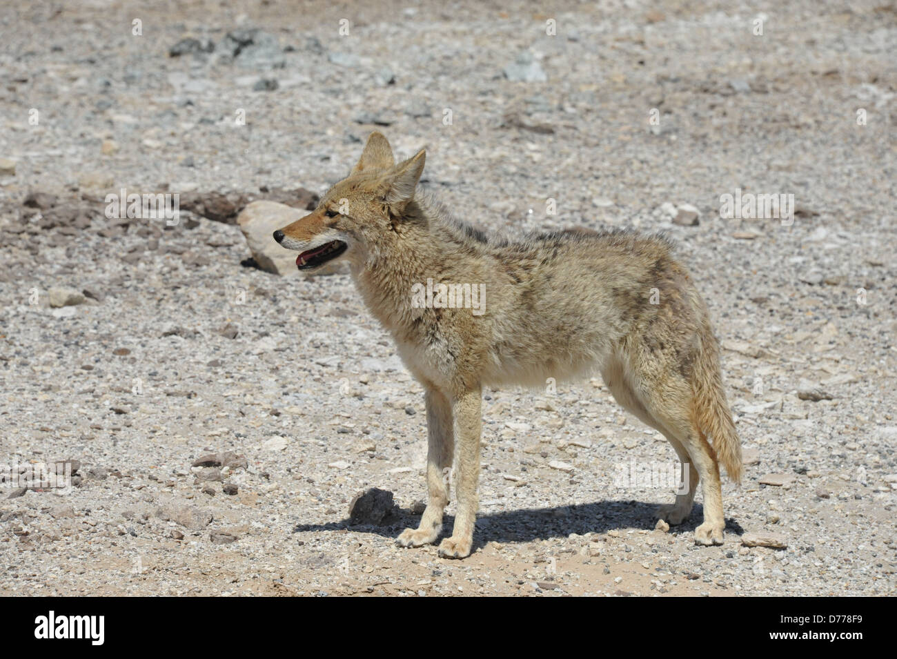 Brush wolf hi-res stock photography and images - Alamy