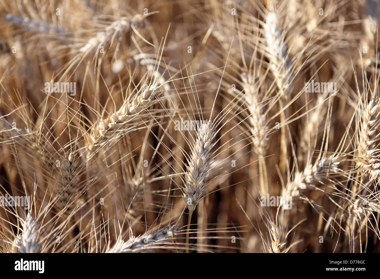 Torre Alfina High Resolution Stock Photography and Images - Alamy