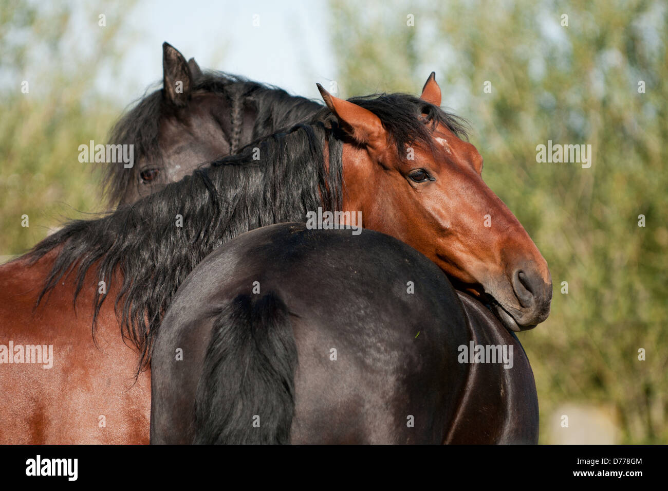 Two friesian horses portrait hi-res stock photography and images - Alamy
