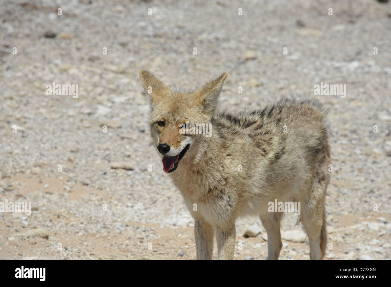 A wild Coyote Stock Photo - Alamy