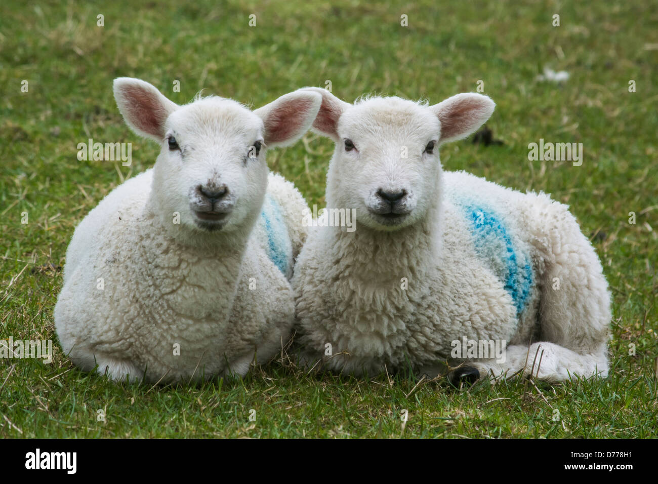 These two lambs really seemed to enjoy having their pictures taken ...