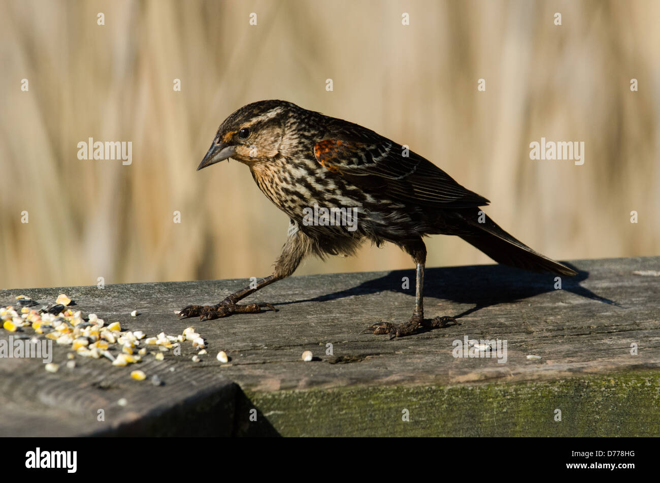 An immature male red-winged blackbird walks over to some feed on a ...