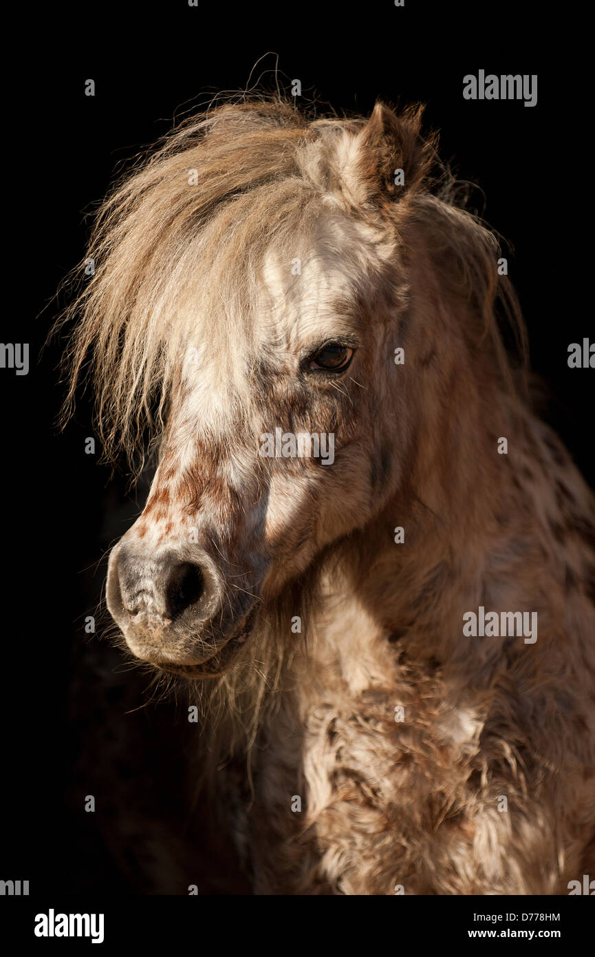 Shetland Pony Portrait Stock Photo - Alamy
