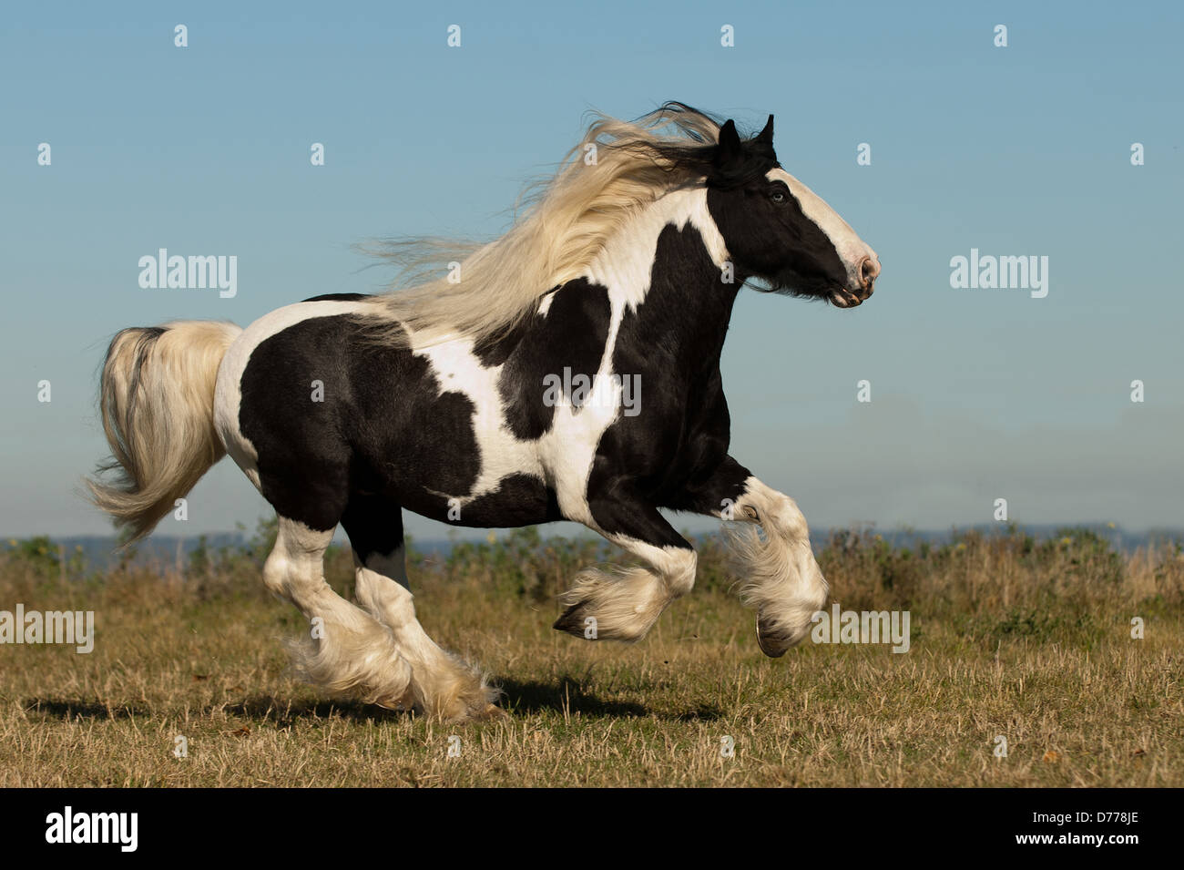 galloping Irish Tinker Stock Photo - Alamy