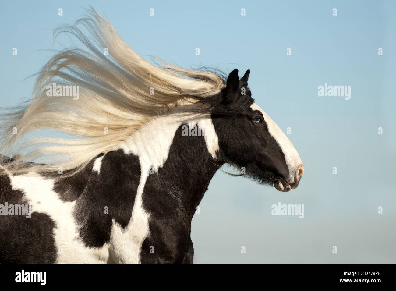 Irish Tinker Portrait Stock Photo - Alamy