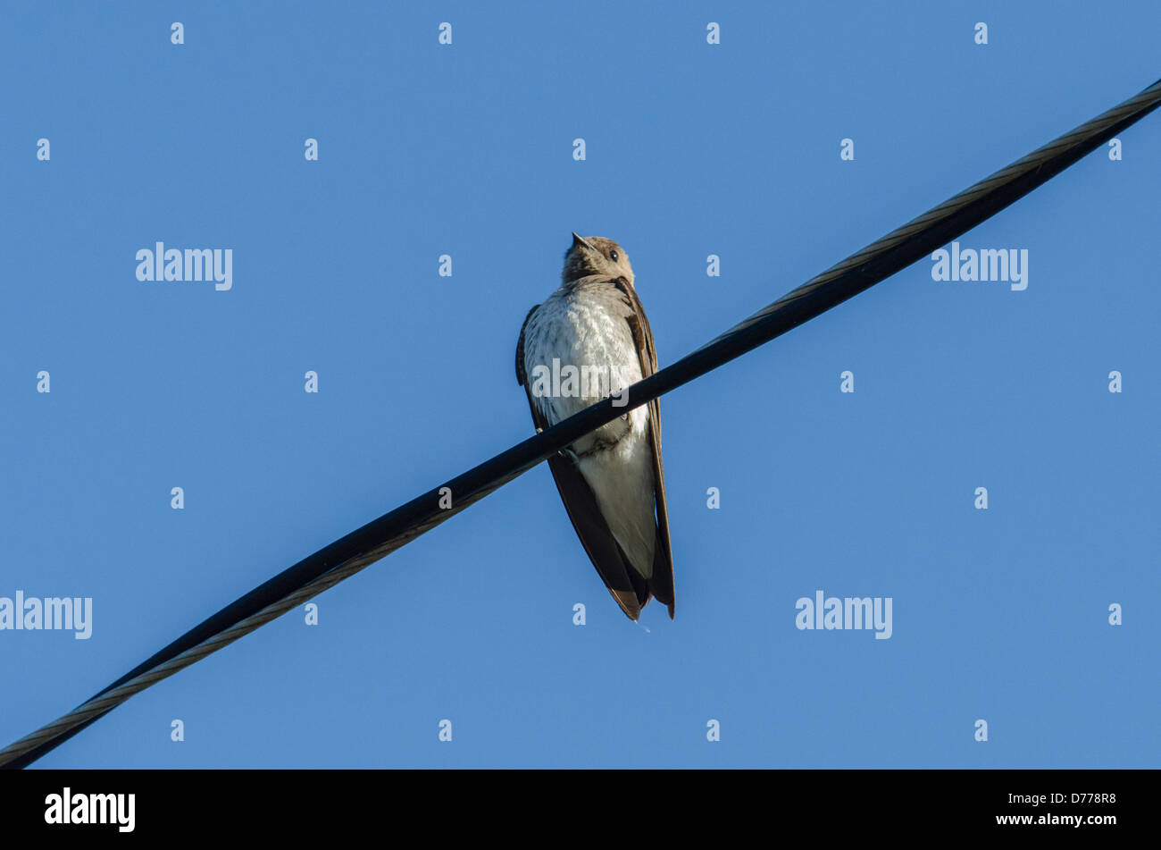Female purple martin hi-res stock photography and images - Alamy