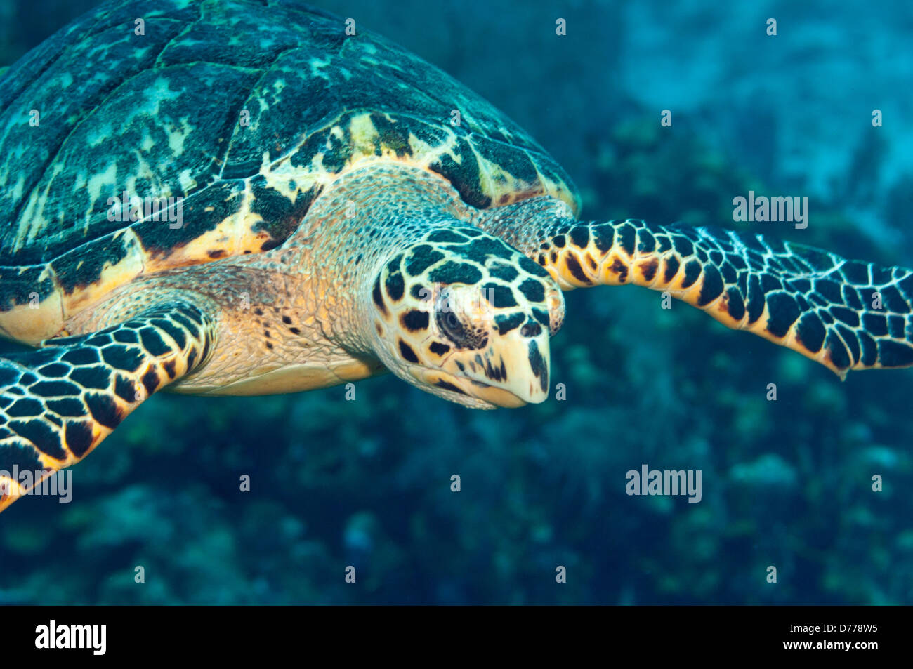 A Hawksbill sea turtle swims over a coral reef near the island of ...