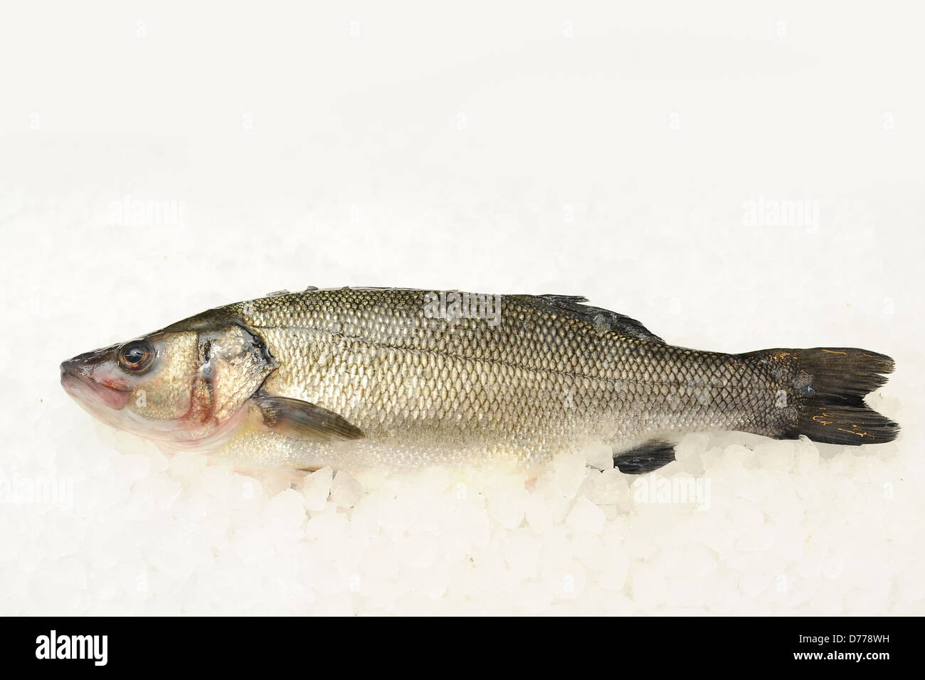 Seabass hi-res stock photography and images - Alamy