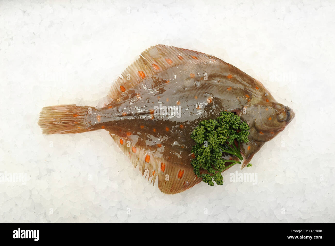 Plaice fish hi-res stock photography and images - Alamy