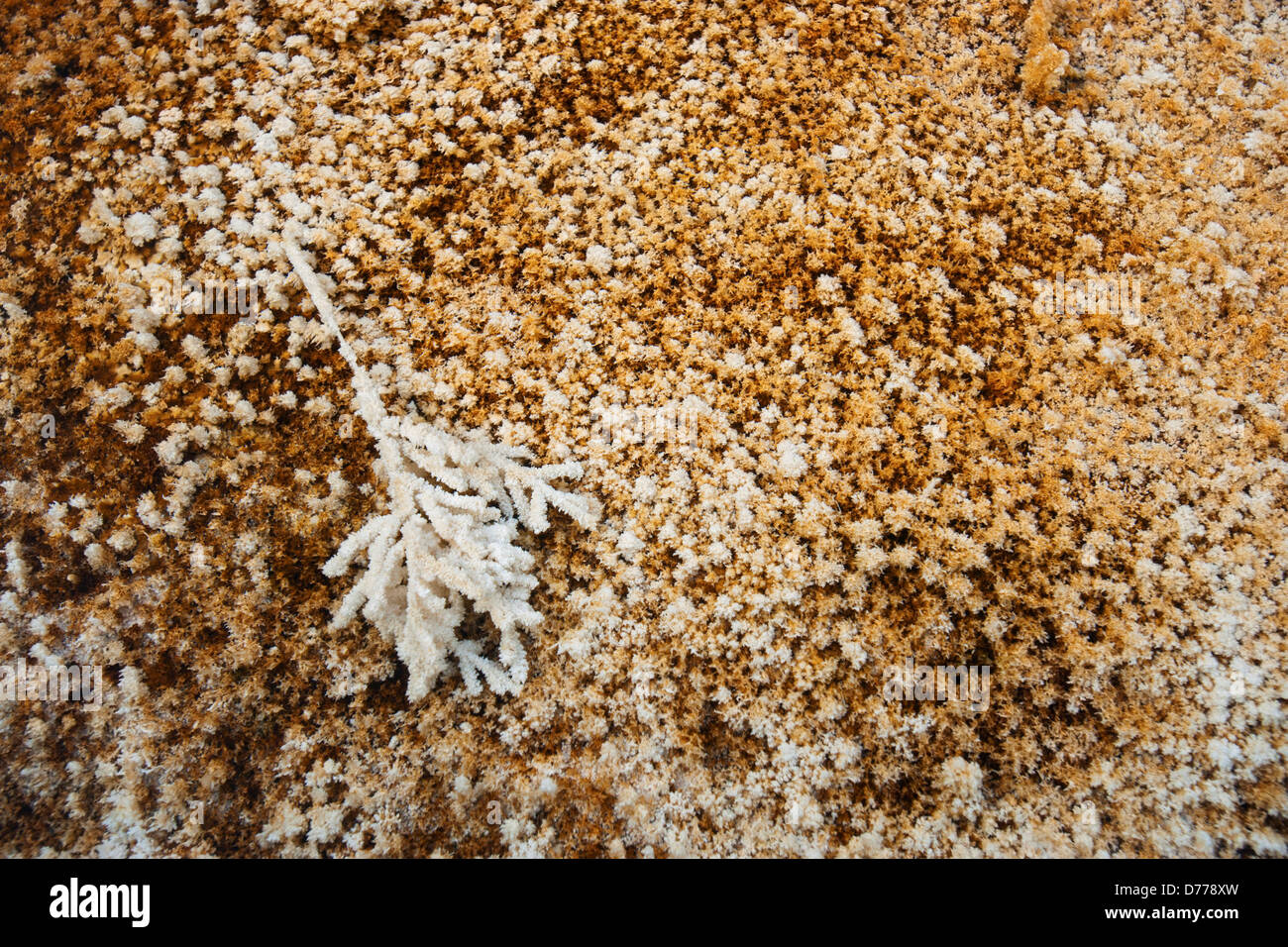 Algae encrusted hi-res stock photography and images - Alamy