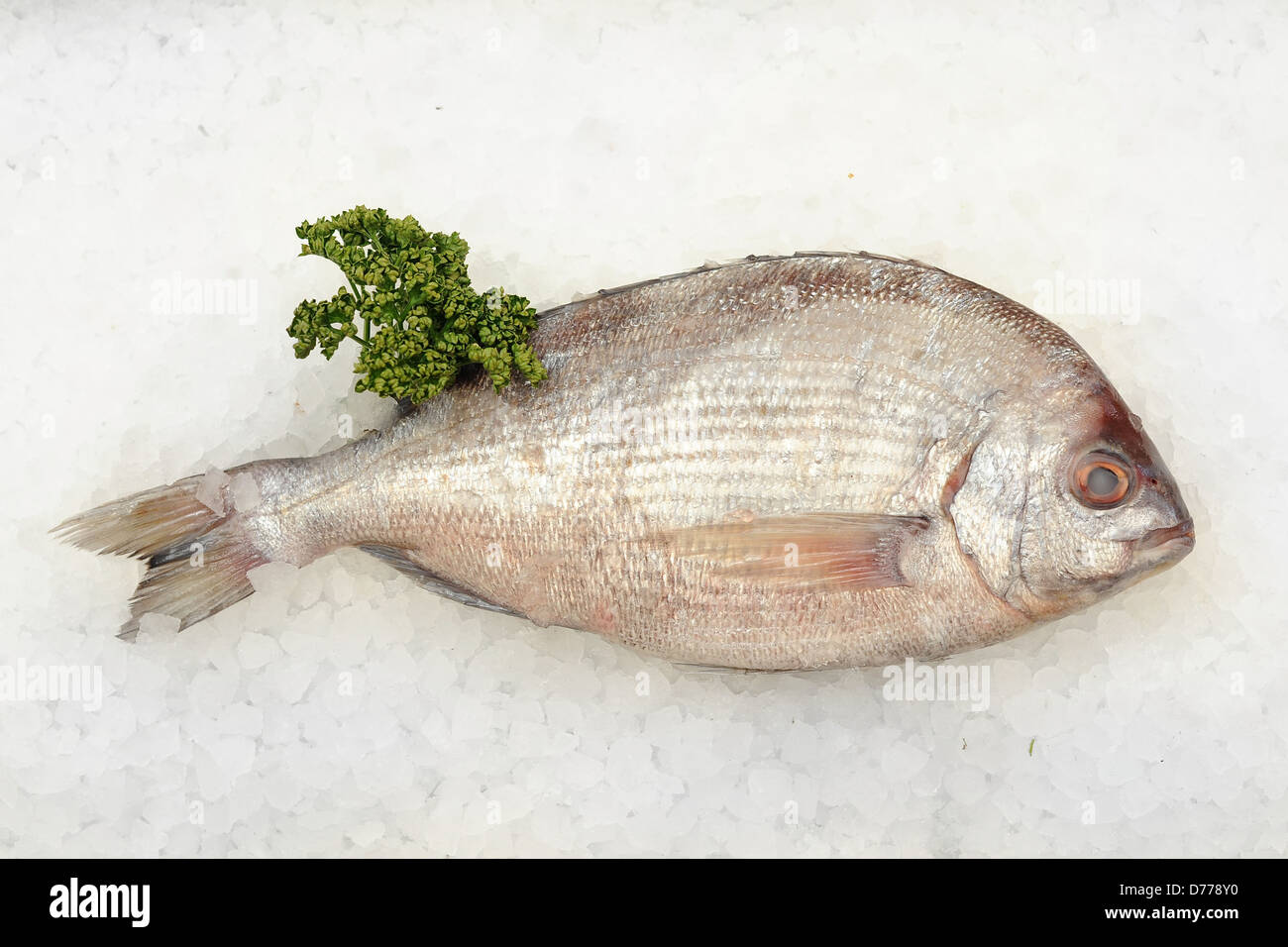 Sea bream hi-res stock photography and images - Alamy