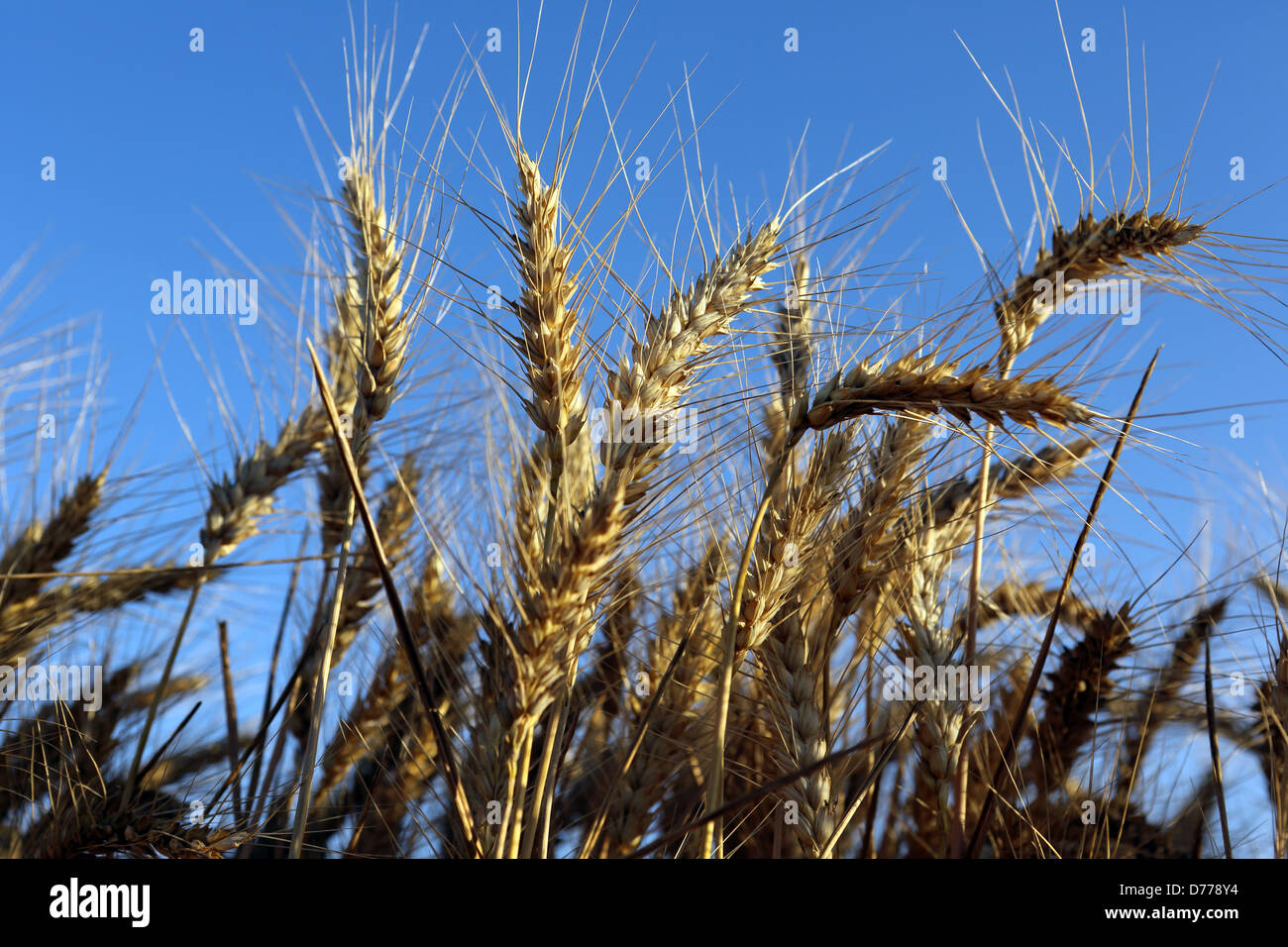 Torre Alfina, Italy, Roggenaehren Stock Photo - Alamy