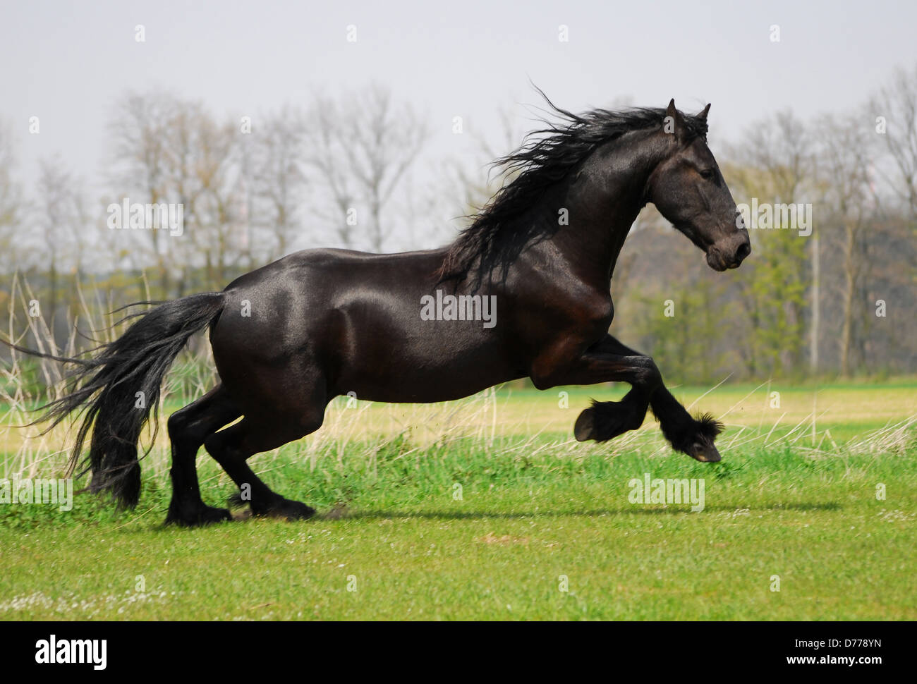 galloping Frisian horse Stock Photo - Alamy
