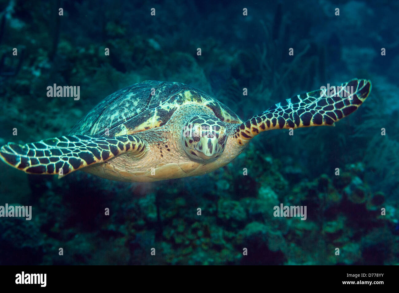 A Hawksbill sea turtle swims over a coral reef near the island of ...