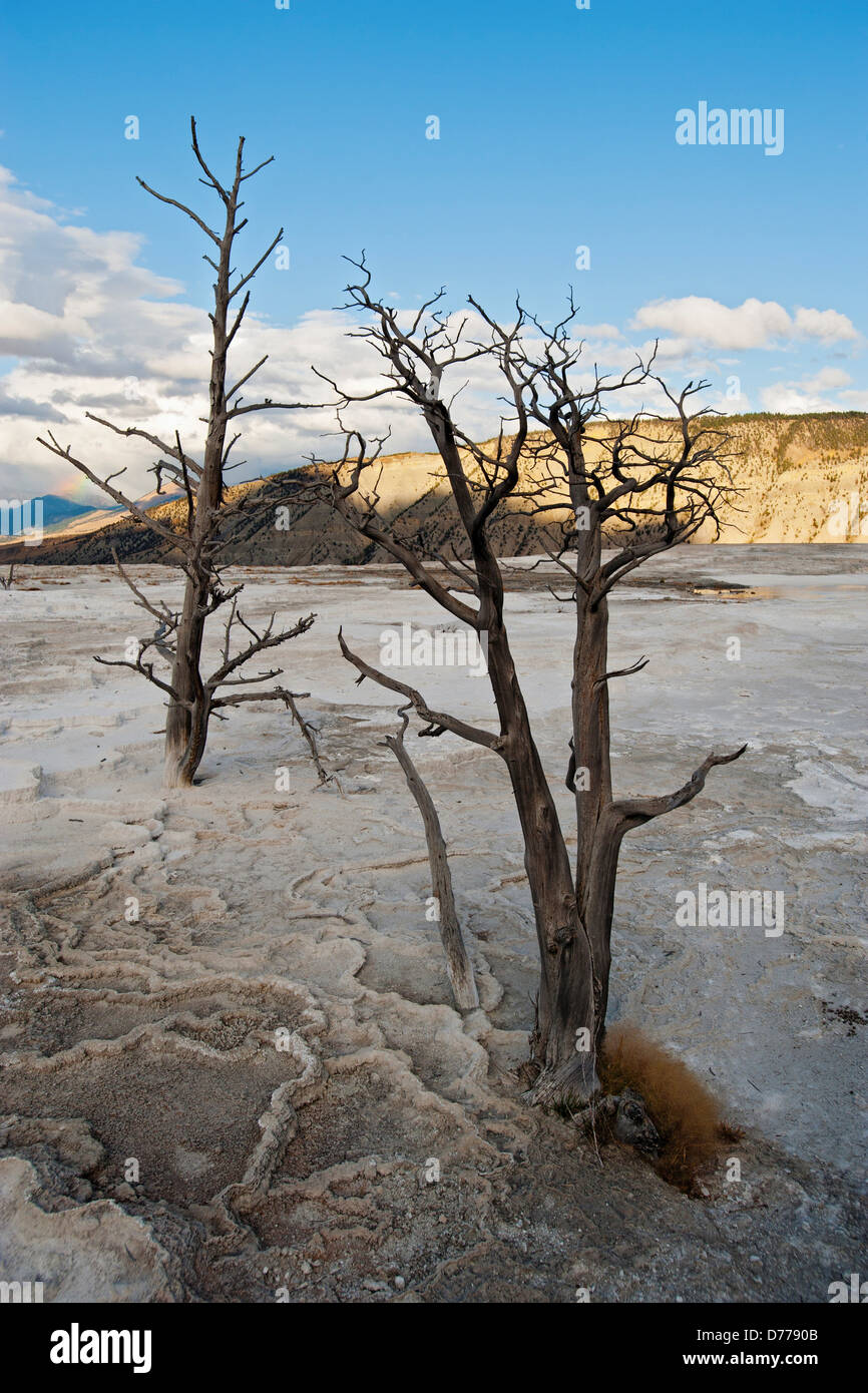 Dead Trees in Mineral Deposits at Mammoth Hot Springs Stock Photo - Alamy