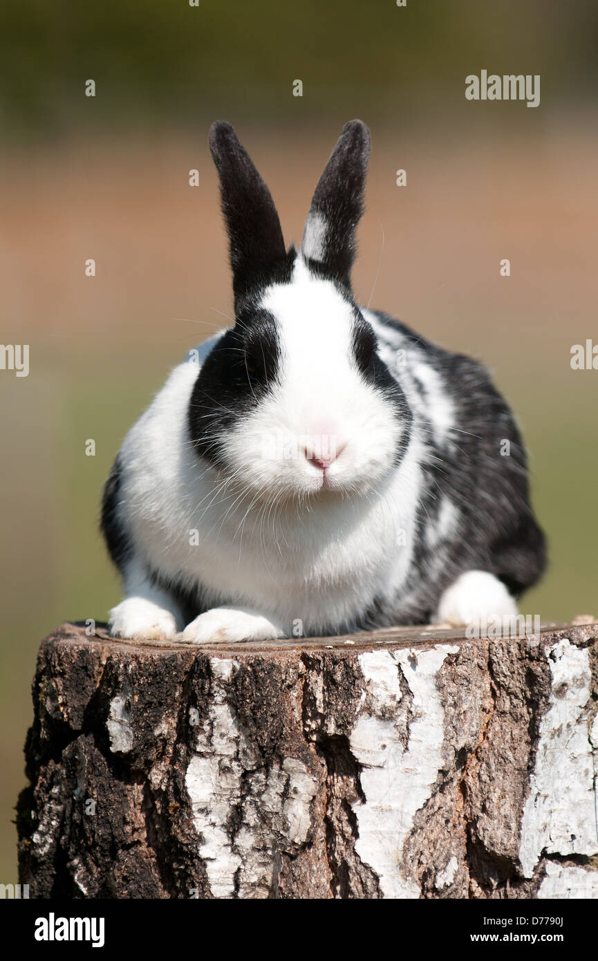 Tree stump rabbit hi-res stock photography and images - Alamy