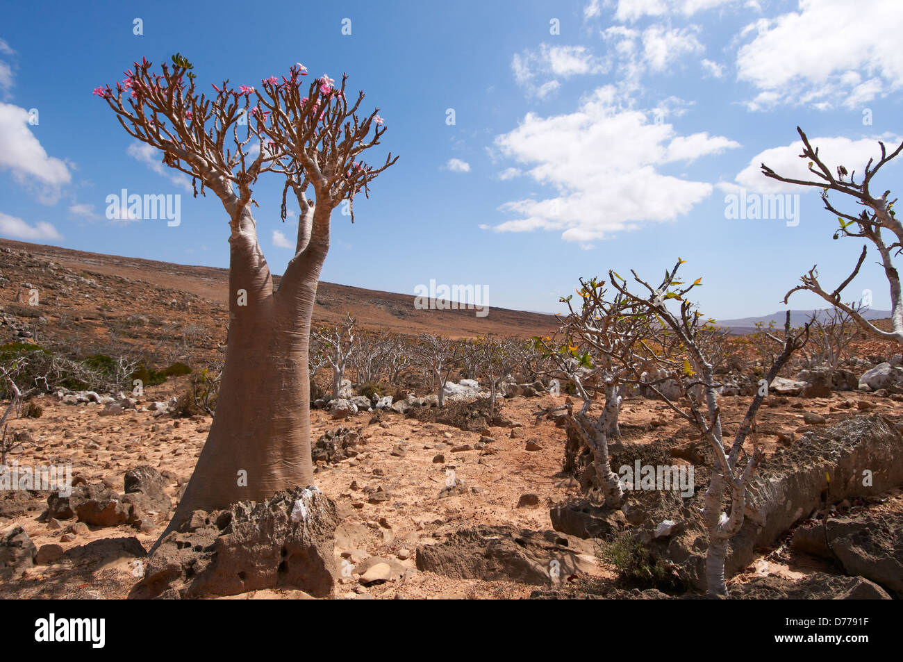Endemic bottle tree on the island of Socotra Stock Photo - Alamy