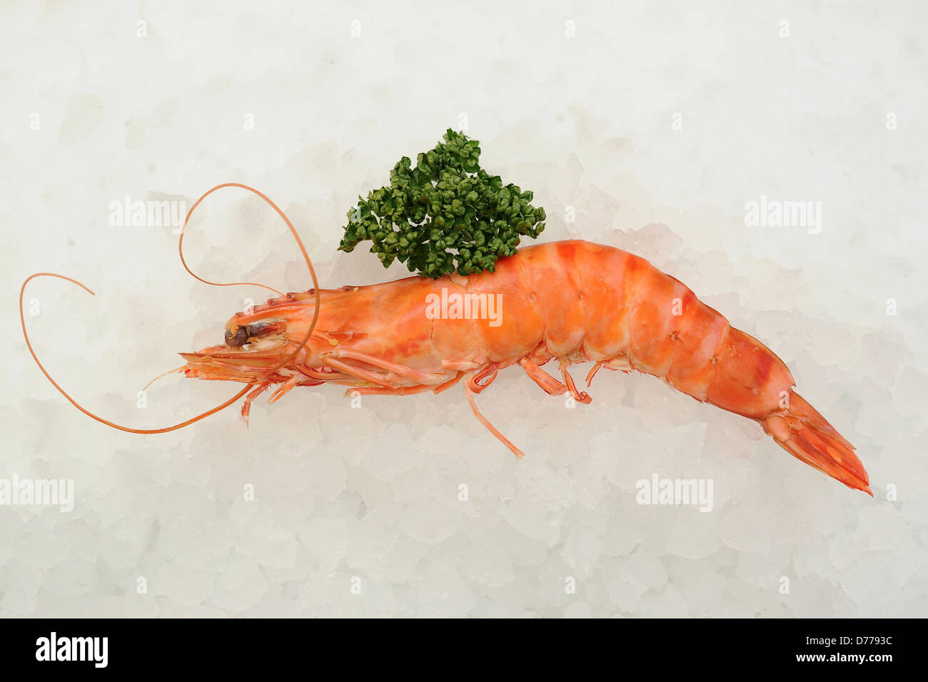 Crevettes hi-res stock photography and images - Alamy
