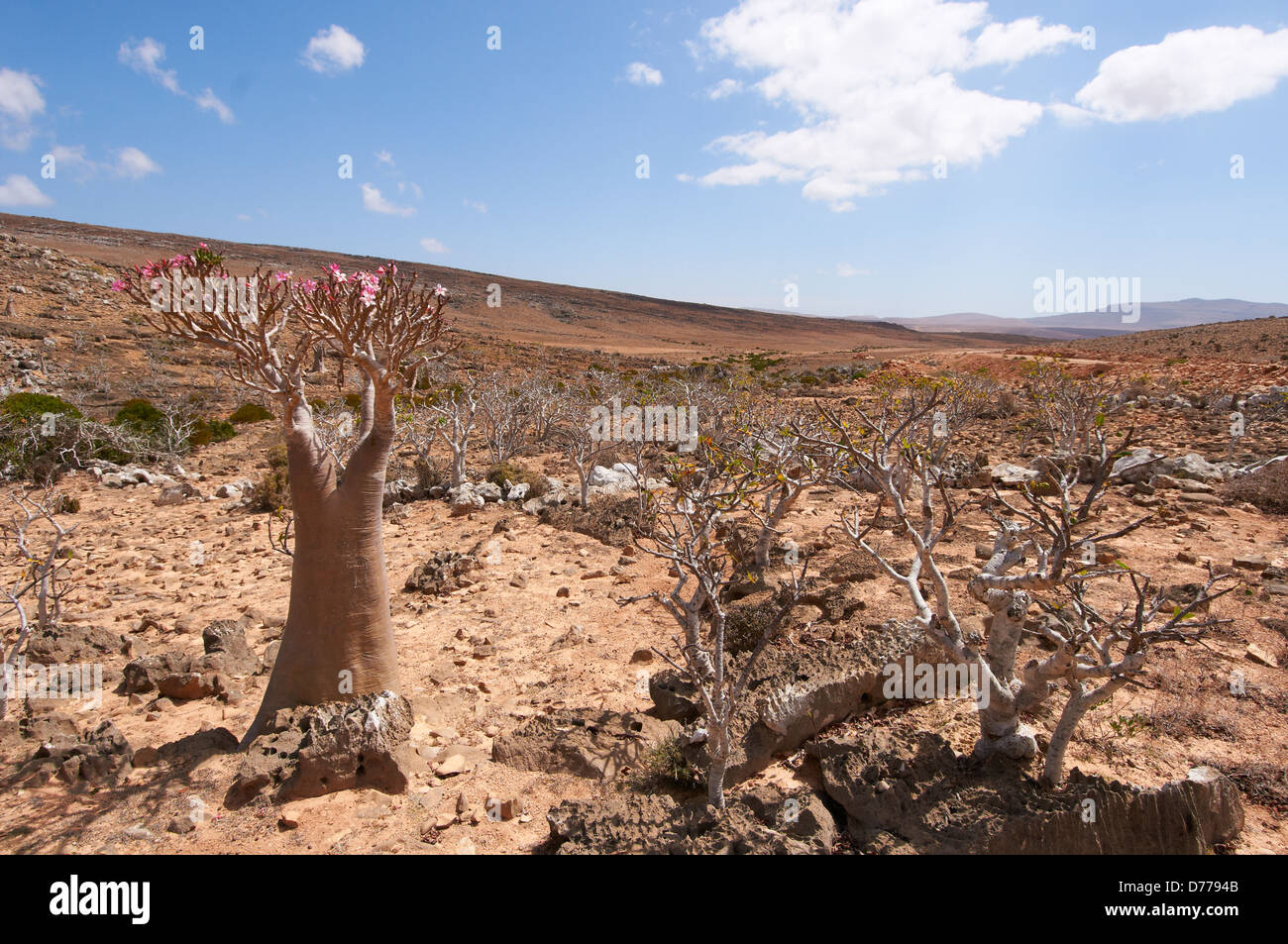 Bottle tree and some shrubs on the island of Socotra Stock Photo - Alamy