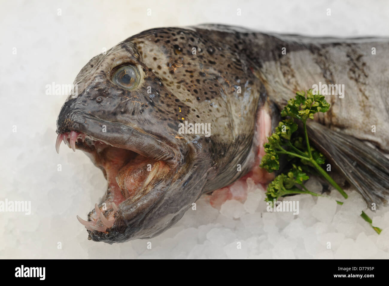 Wolfish fish hi-res stock photography and images - Alamy
