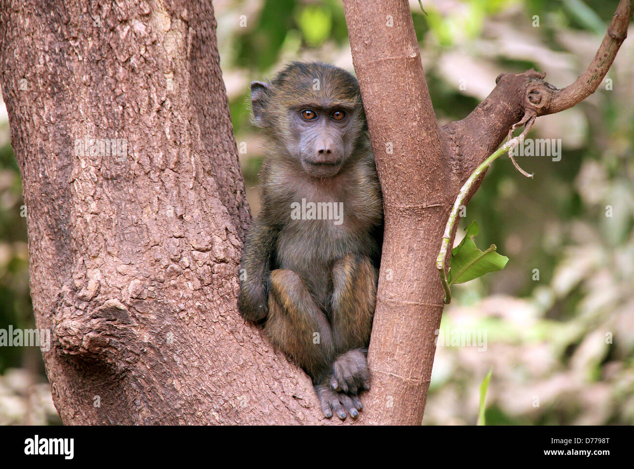 Baboon tree hi-res stock photography and images - Alamy