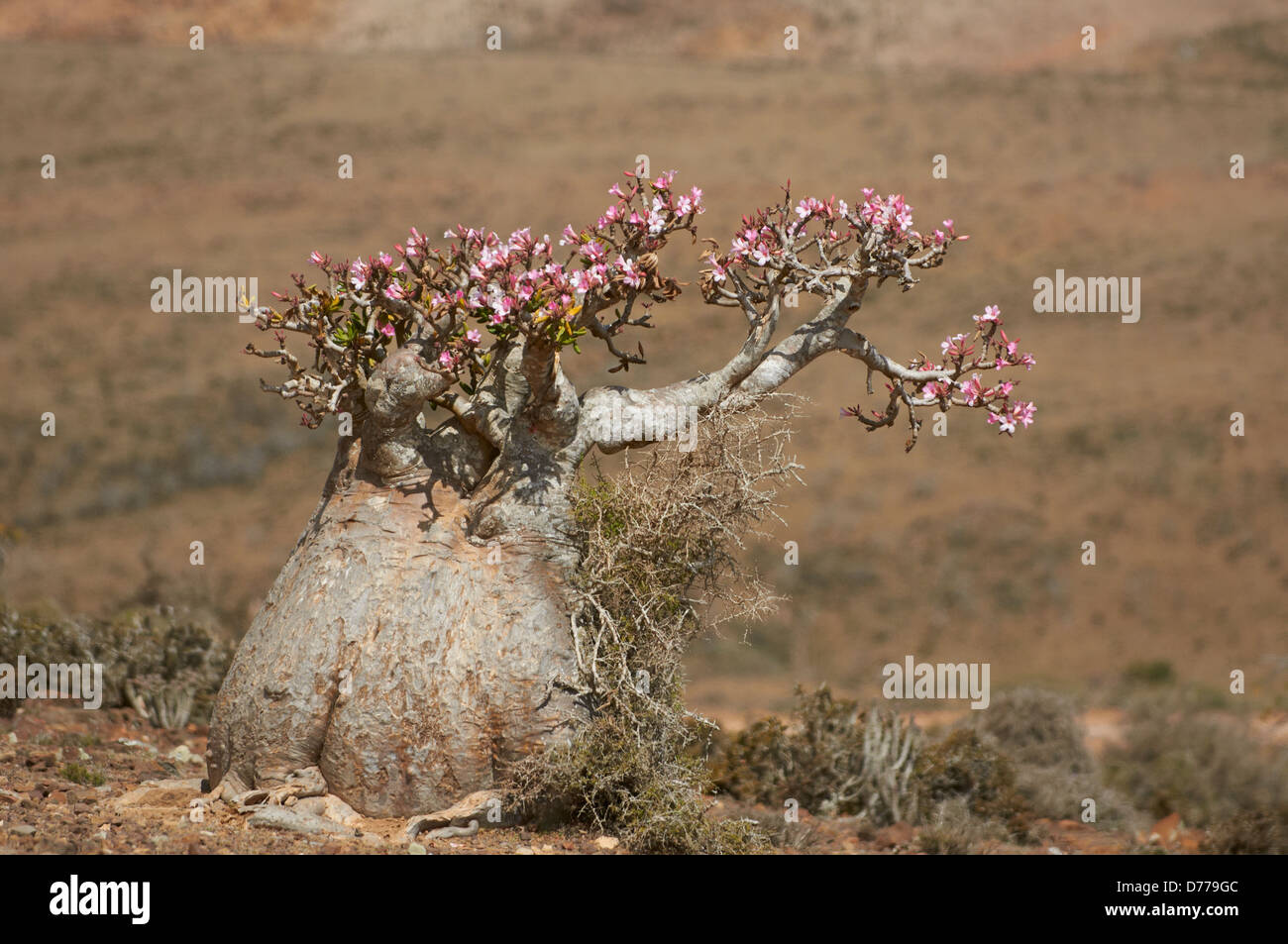 Endemic bottle tree on the island of Socotra Stock Photo - Alamy