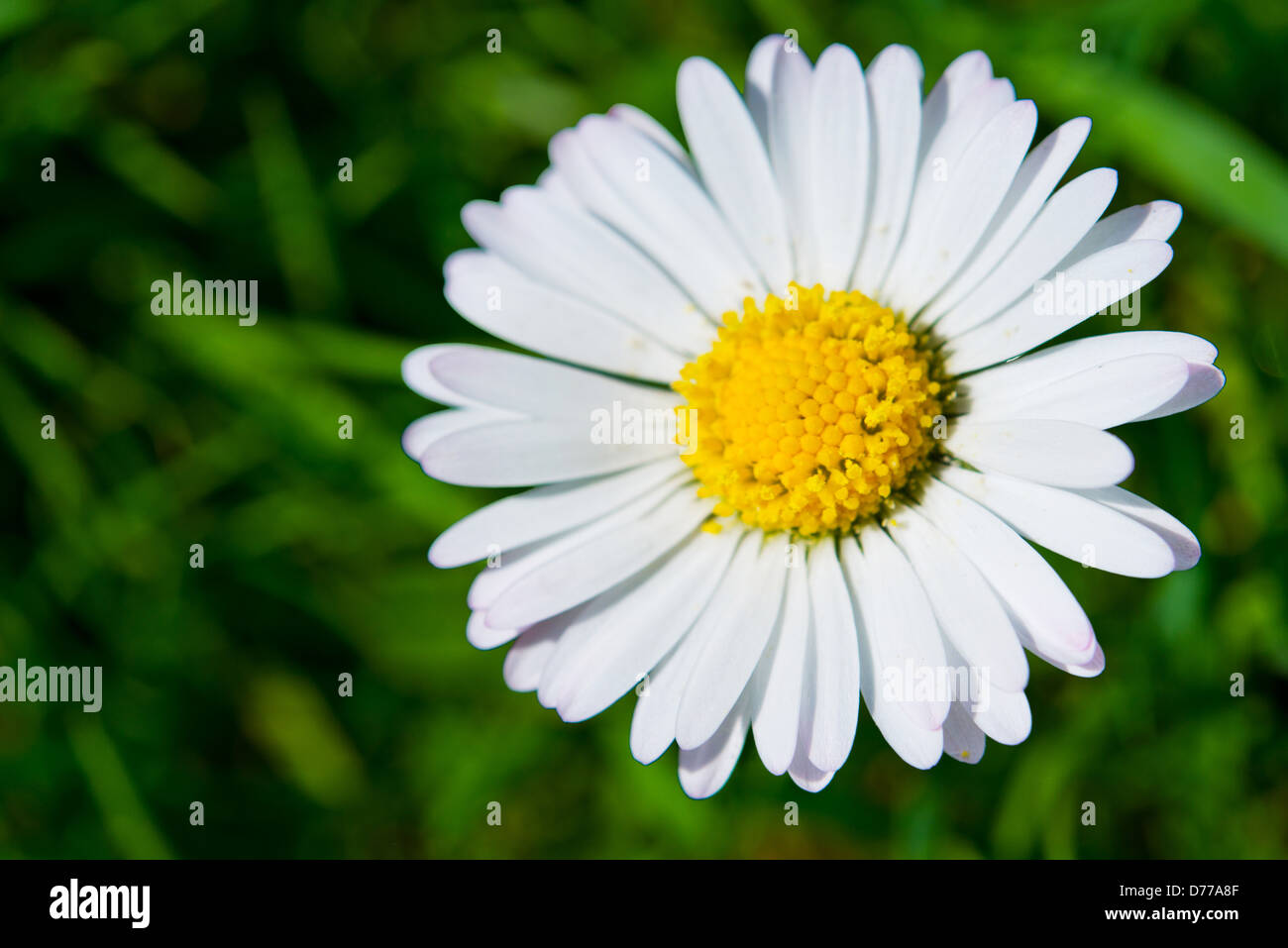 One white daisy flower with a yellow center on a background of green ...