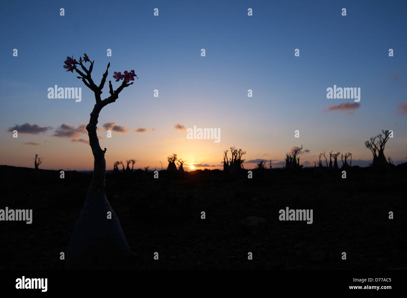 Colorful sunset with the endemic bottle tree of Socotra Stock Photo - Alamy