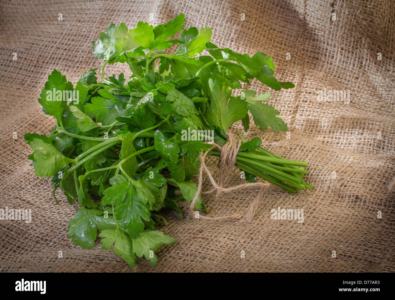 Sprig of parsley Stock Photo - Alamy