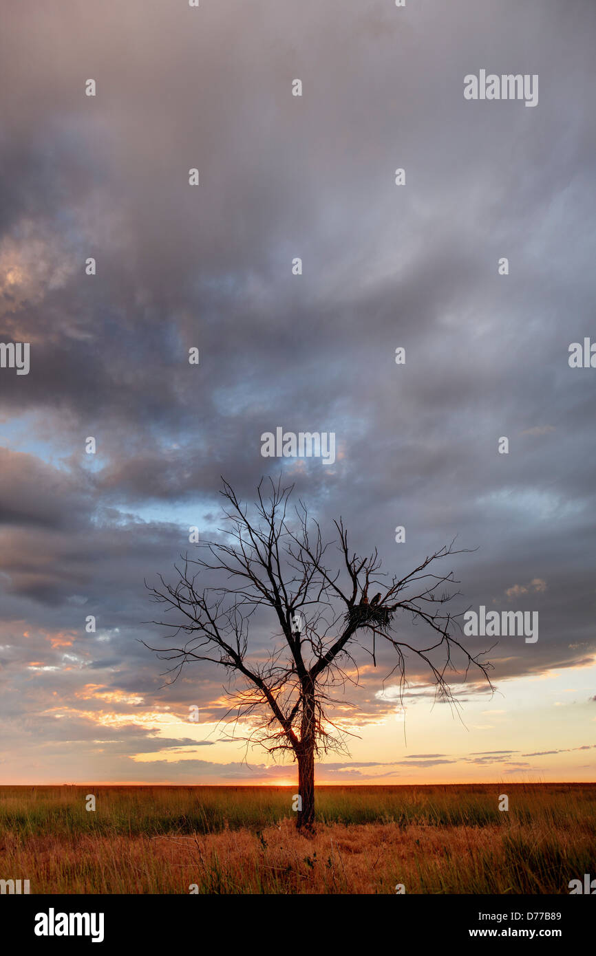 Lone Dead Tree Nesting Mother Chick High Dynamic Range Image Stock ...