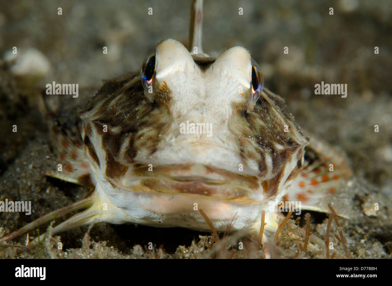 Sea robin hi-res stock photography and images - Alamy