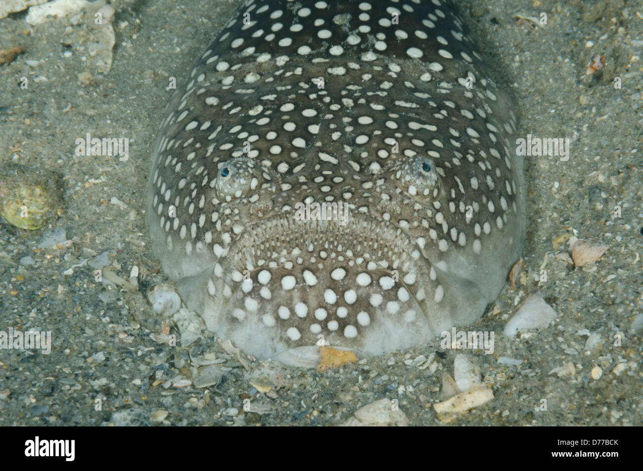 A stargazer in the sand Stock Photo - Alamy