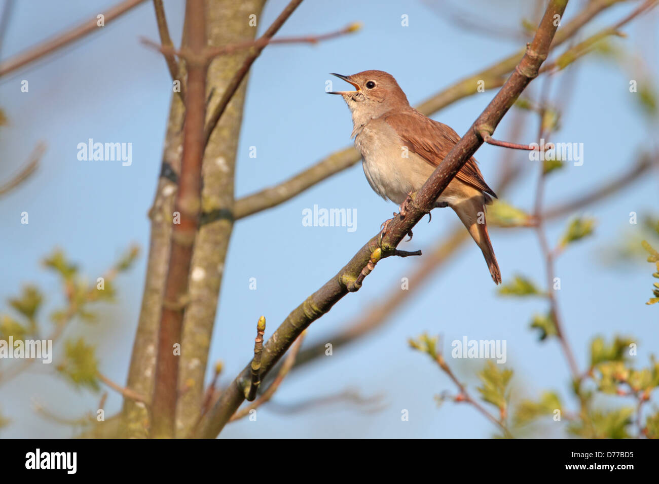 Nightingale singing tree hi-res stock photography and images - Alamy