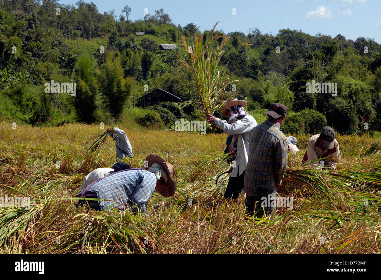 Harvesting Rice High Resolution Stock Photography and Images - Alamy