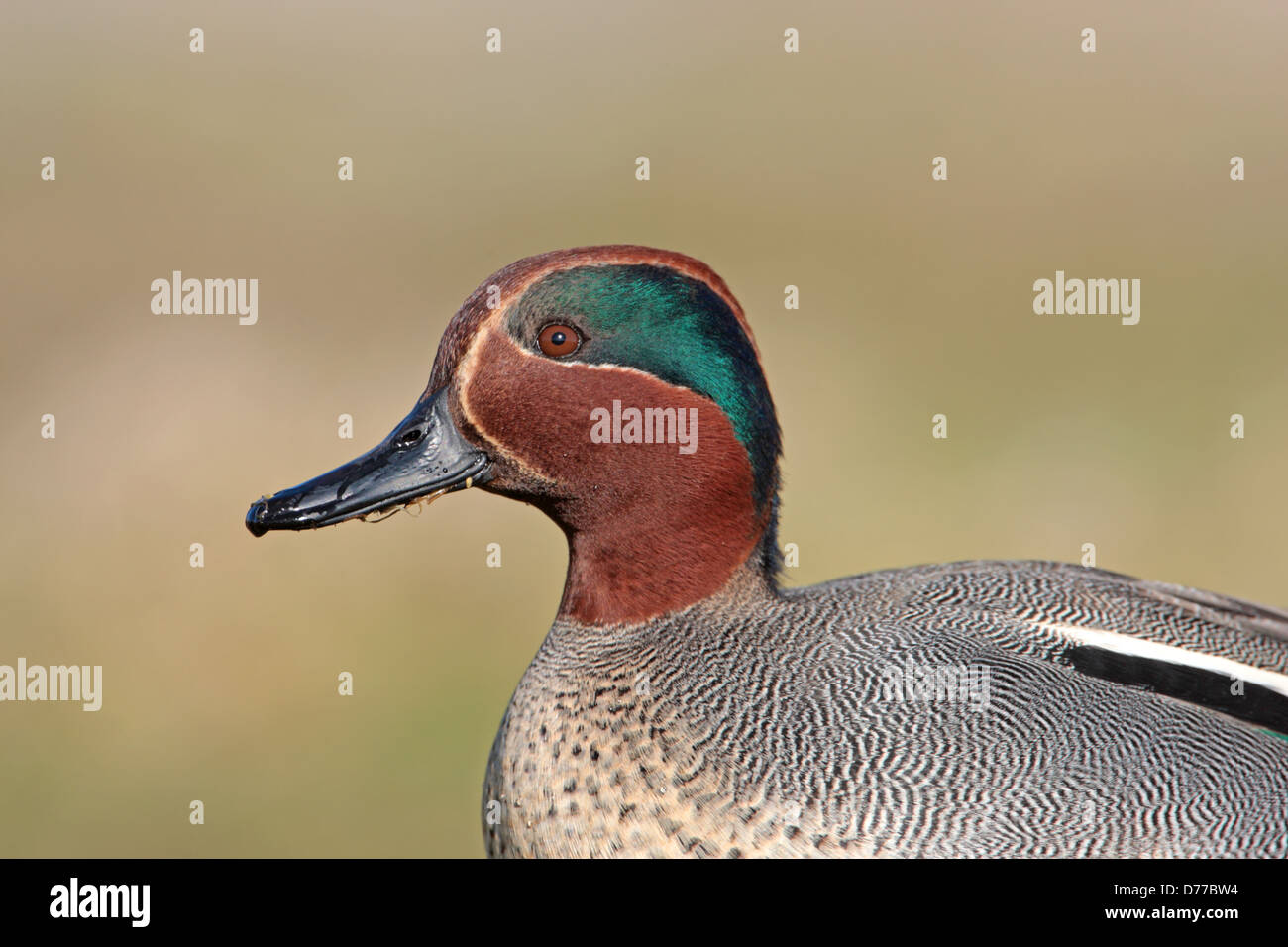 Eclipse male teal hi-res stock photography and images - Alamy