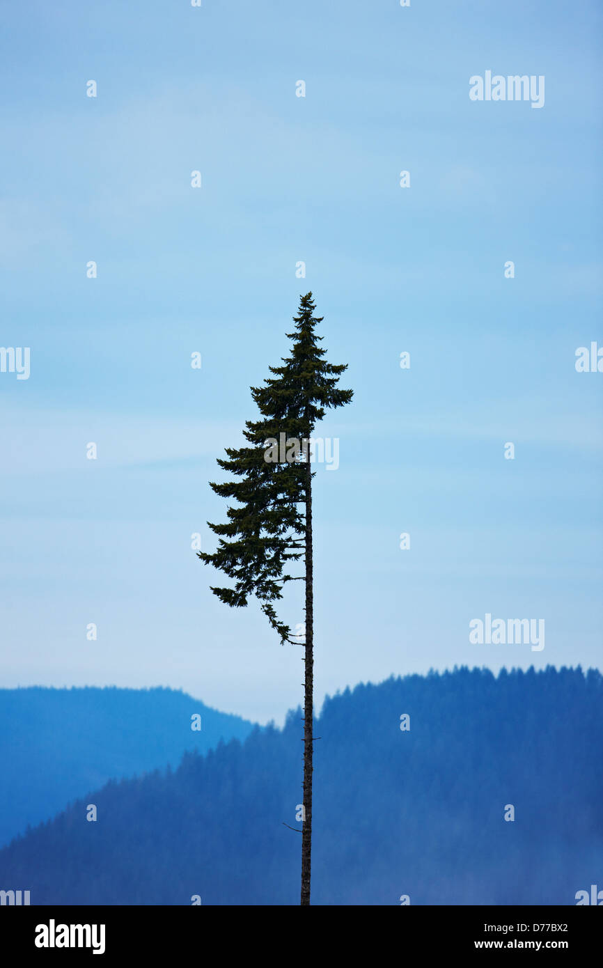 Crown topped hi-res stock photography and images - Alamy