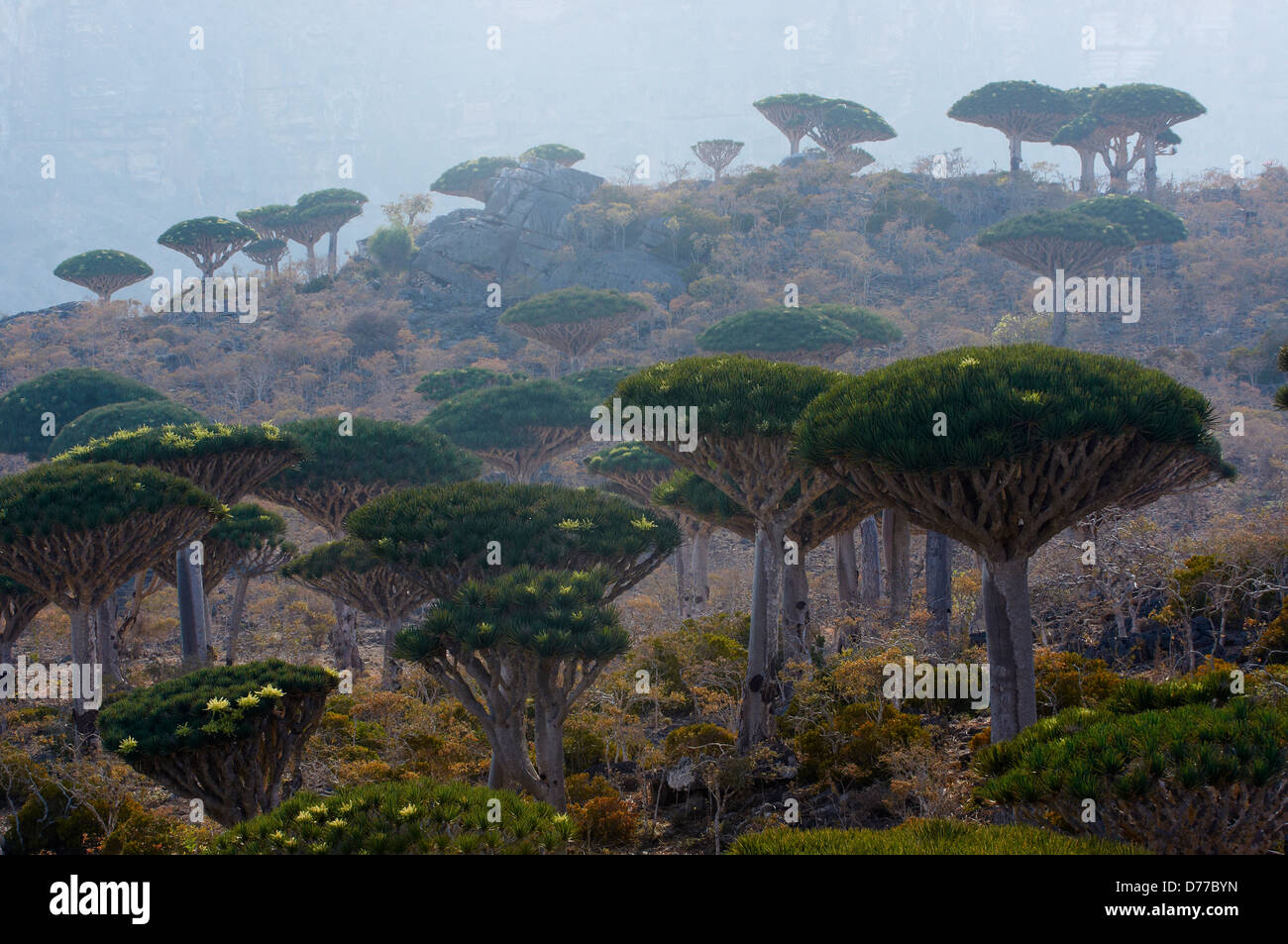 Forest landscape from Yemen, Socotra Stock Photo - Alamy