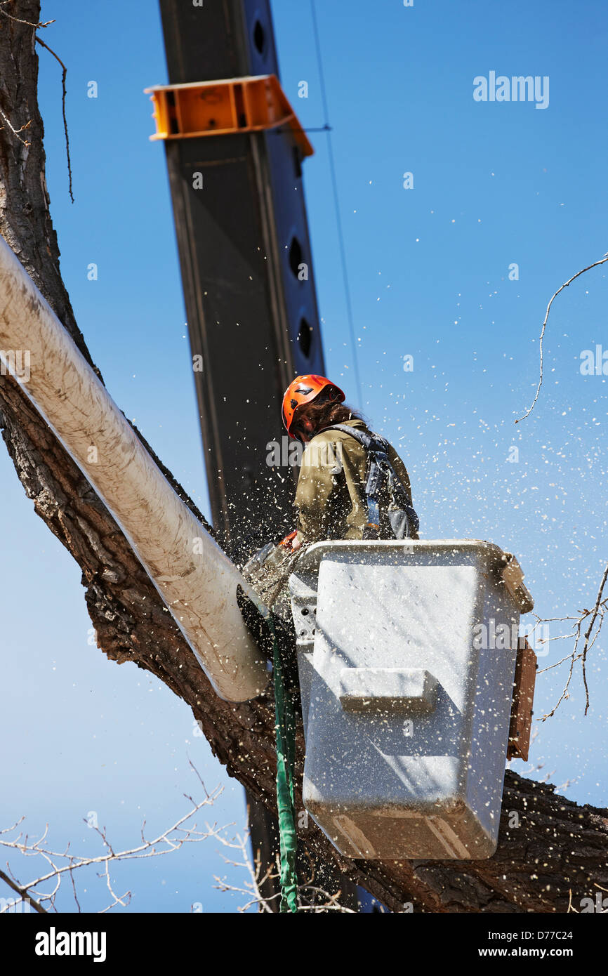 Tree Trimmer or Arborist Cutting Cottonwood Tree Limb Stock Photo - Alamy
