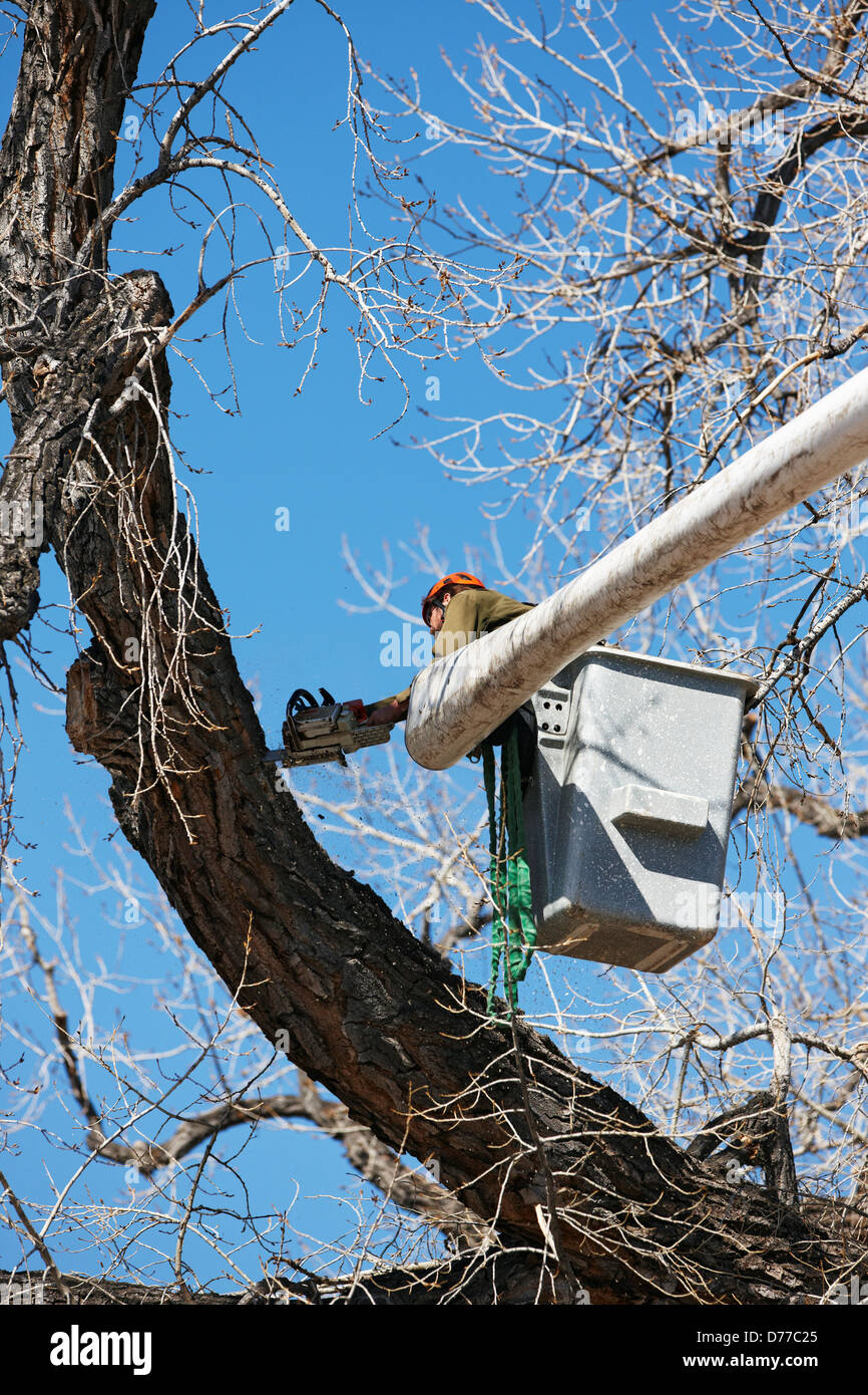 Tree Trimmer or Arborist Cutting Cottonwood Tree Limb Stock Photo - Alamy