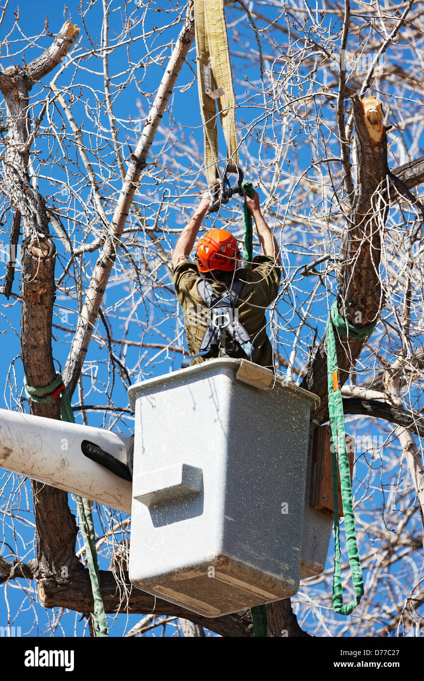Cherry picker tree hi-res stock photography and images - Alamy