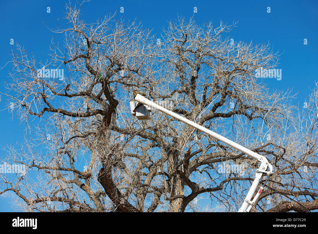Tree Trimmer or Arborist Cutting Cottonwood Tree Limb Inside Bucket ...