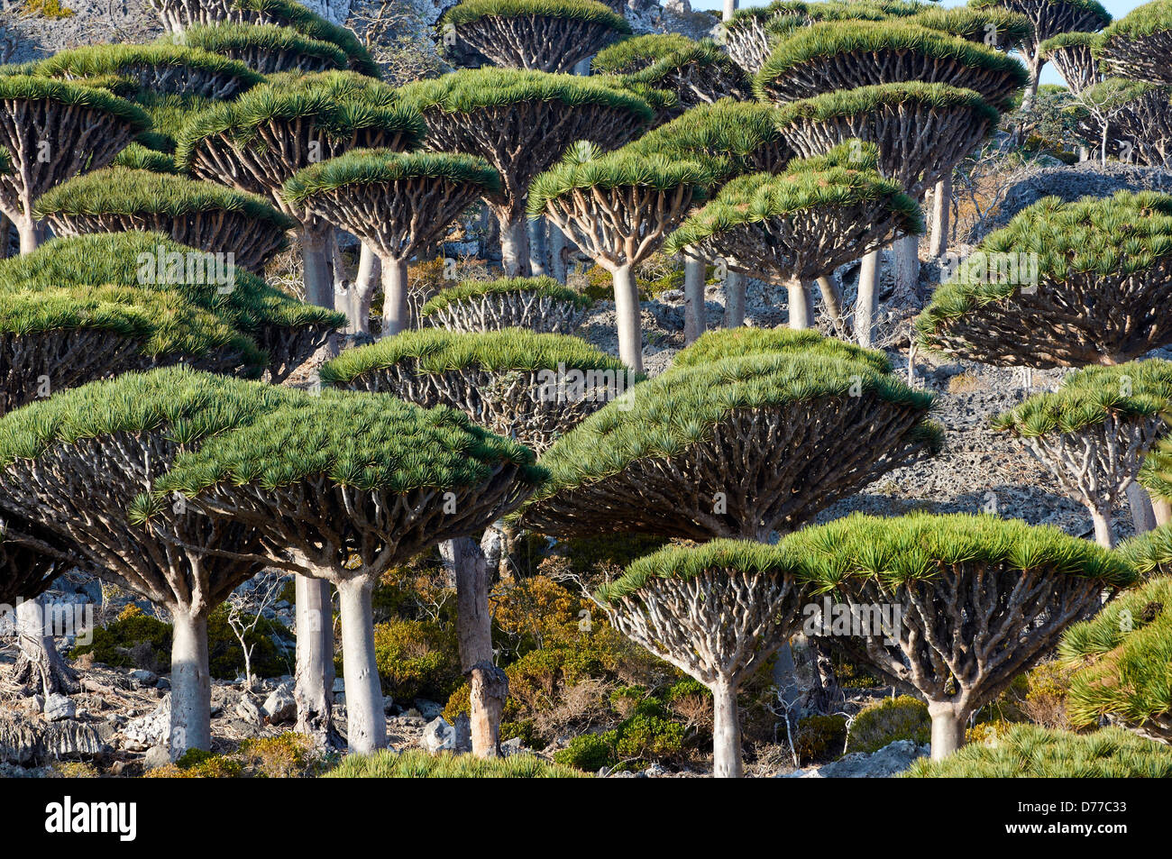 Forest of dragon blood trees Stock Photo - Alamy