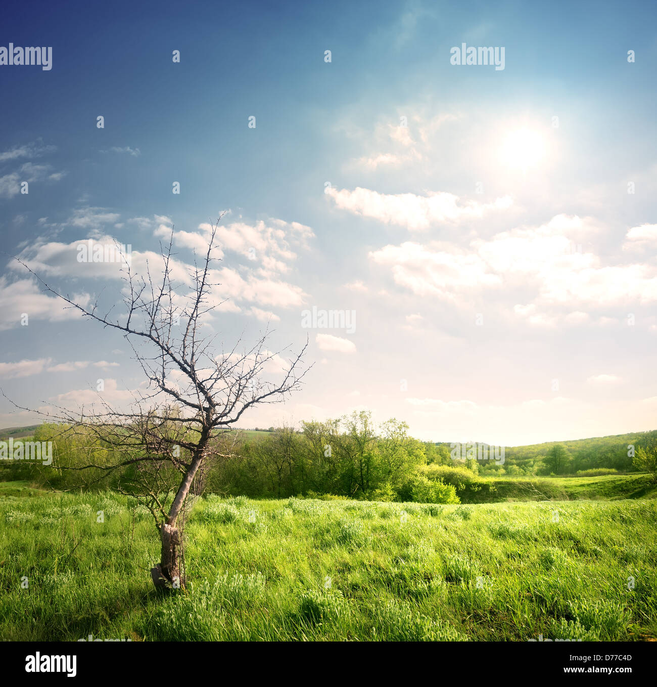 Landscapes a green tree the trees hi-res stock photography and images ...