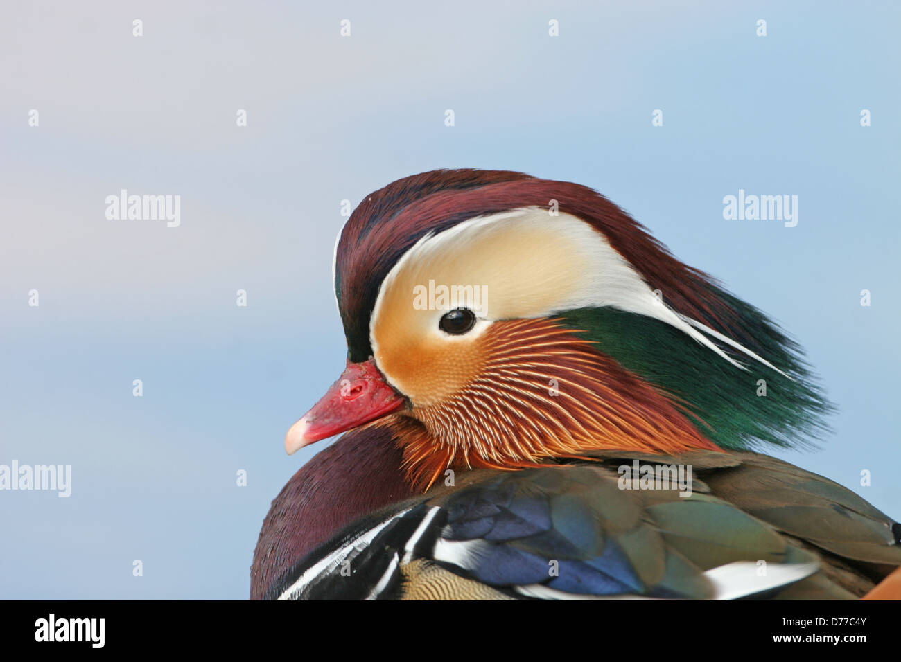 Portrait of a drake/male Mandarin Duck Stock Photo - Alamy