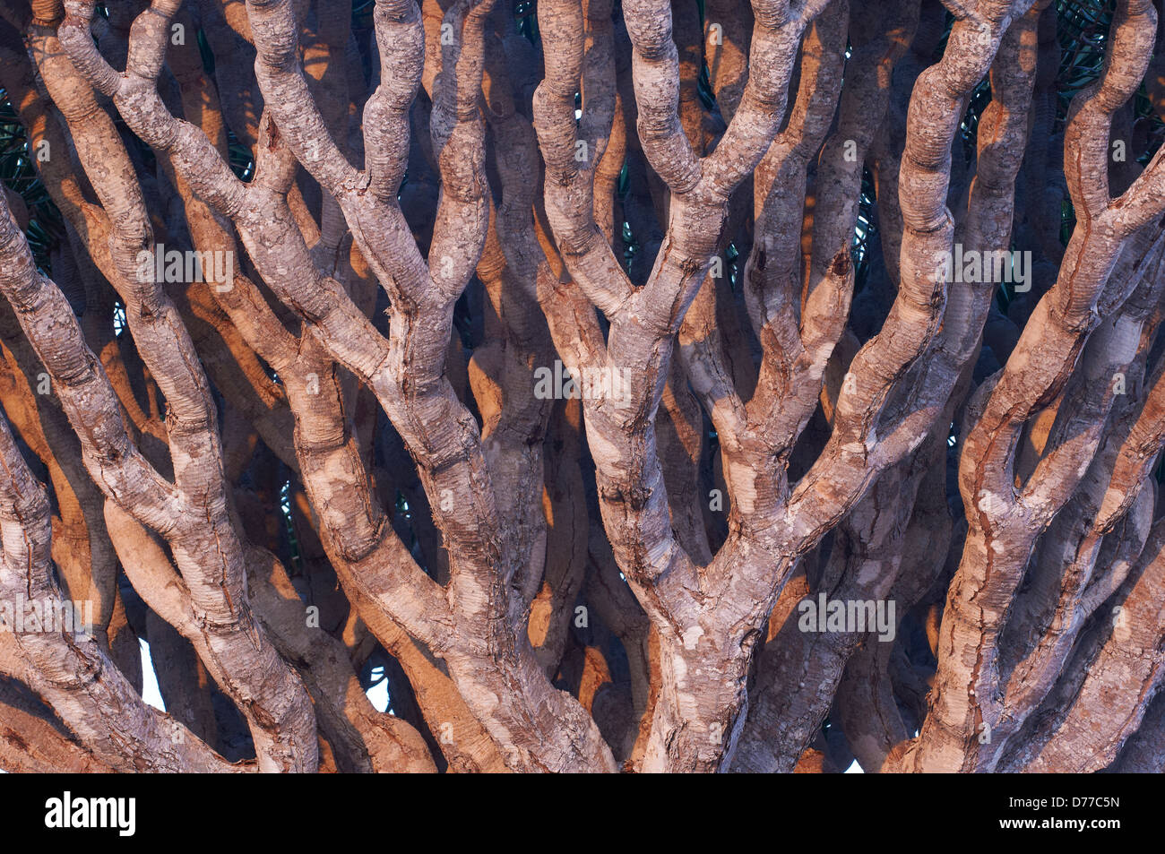 Dragon blood tree branches hi-res stock photography and images - Alamy