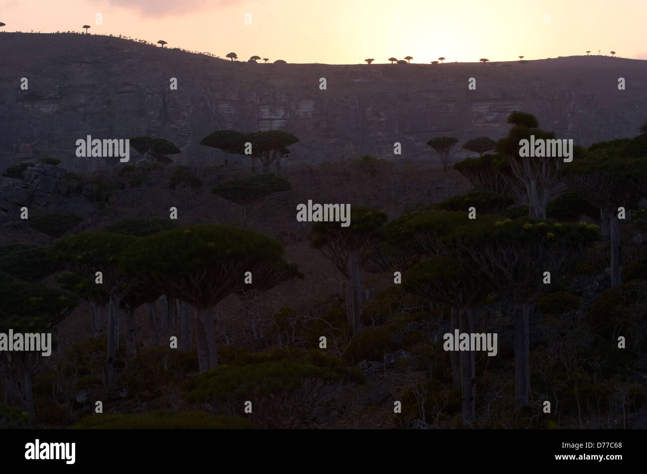 Sunset at the dragon blood tree forest Stock Photo - Alamy